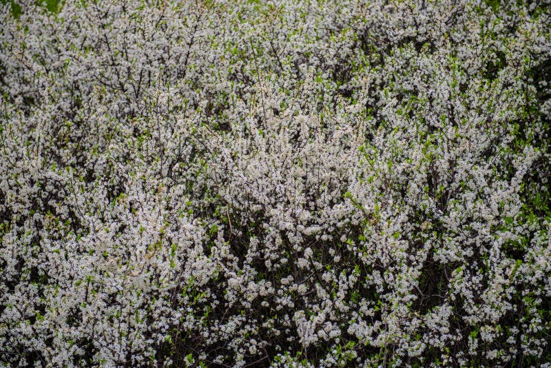 Flowering Bush Thorns in the Meadow Stock Image - Image of bloom ...