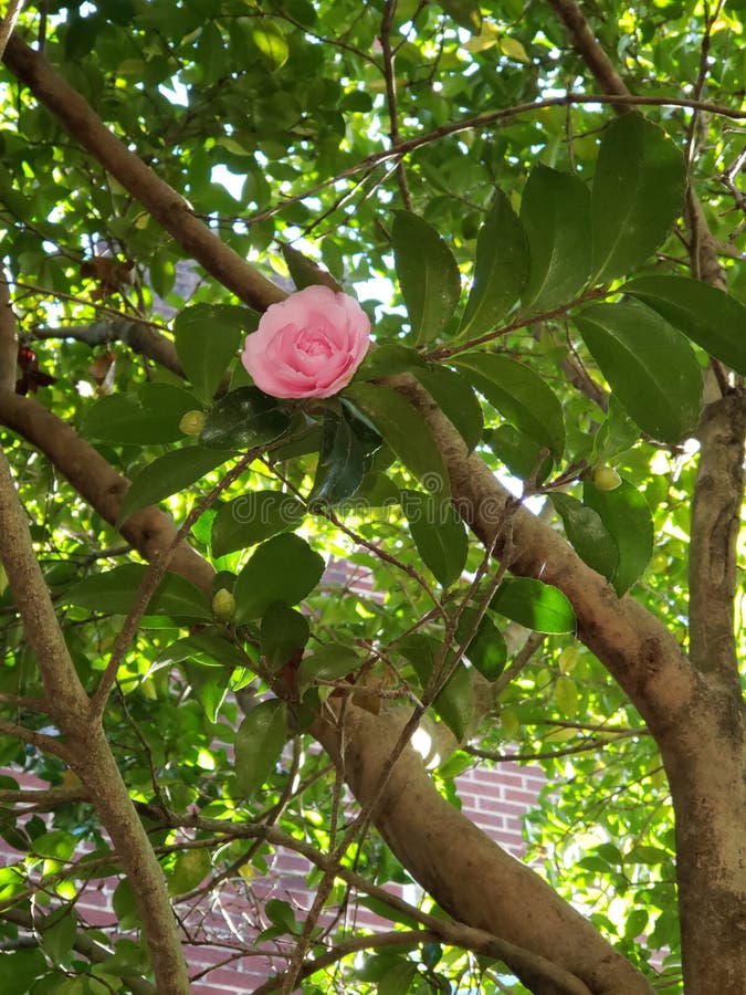 Flowering Bush Tree Pink Beautiful Stock Image - Image of spring ...