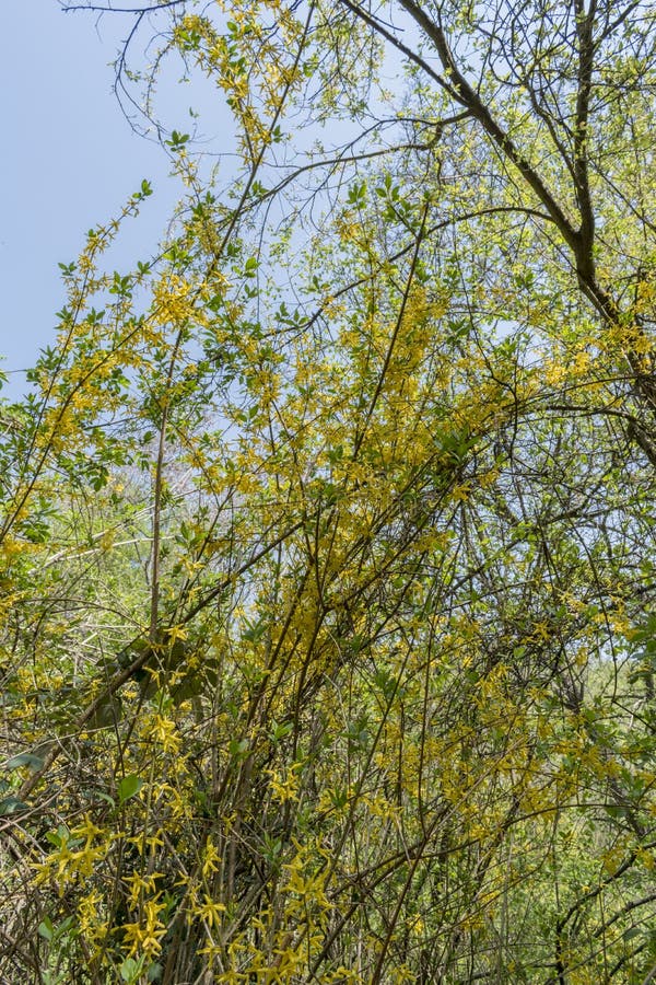 Flowering Bush in Yellow in the Spring Stock Image - Image of spring ...