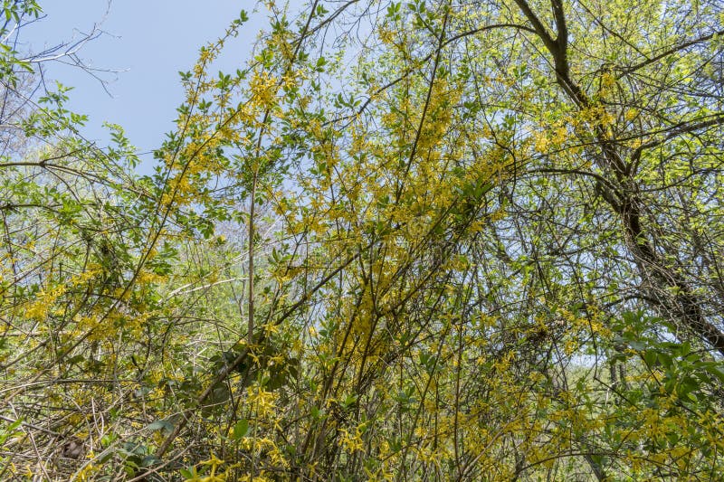 Flowering Bush in Yellow in the Spring Stock Image - Image of ...