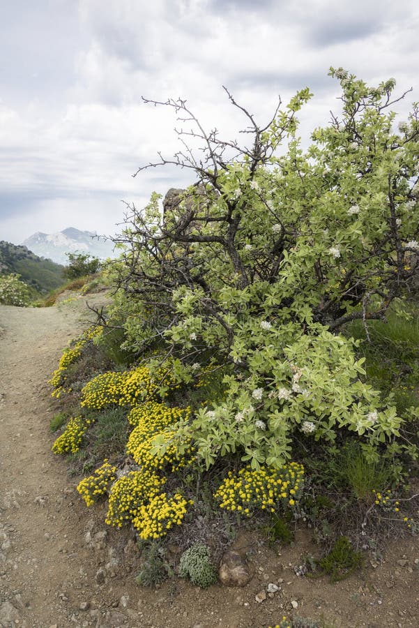Flowering Bushes Around a Dry Tree on a Mountain Path Stock Image ...