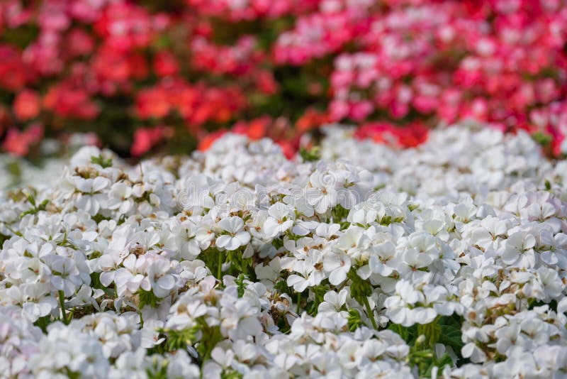 Flowering Bushes of Red and White Geraniums in a Flower Bed, Landscape ...