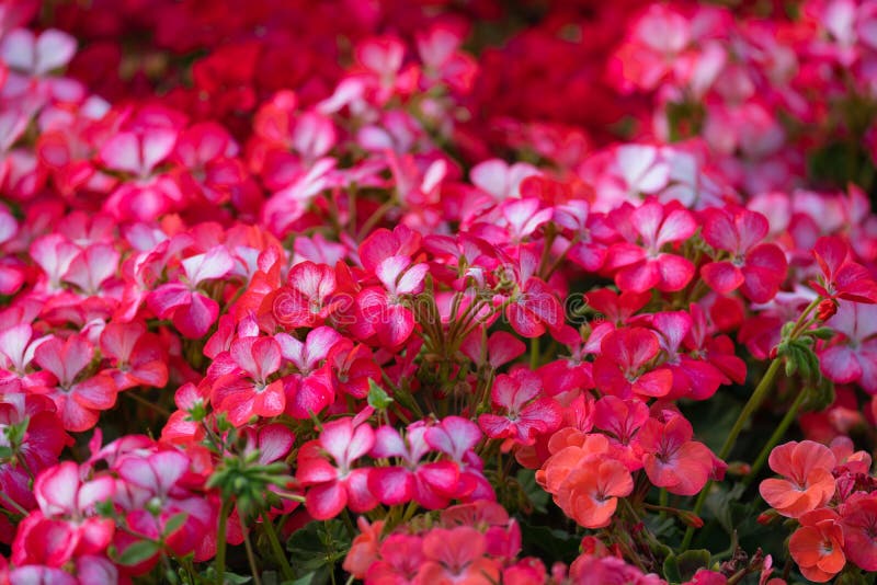 Flowering Bushes of Red and White Geraniums in a Flower Bed, Landscape ...