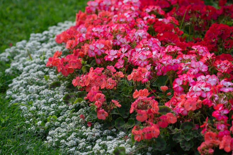 Flowering Bushes of Red and White Geraniums in a Flower Bed, Landscape ...