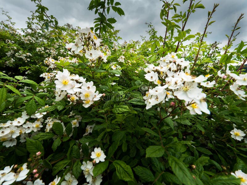 Flowering Bushes of Wild Rose Stock Image - Image of herbs, medicine ...