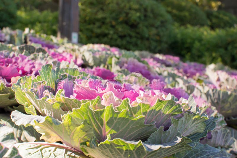 Flowering cabbage stock image. Image of lovely, flowers - 49618469