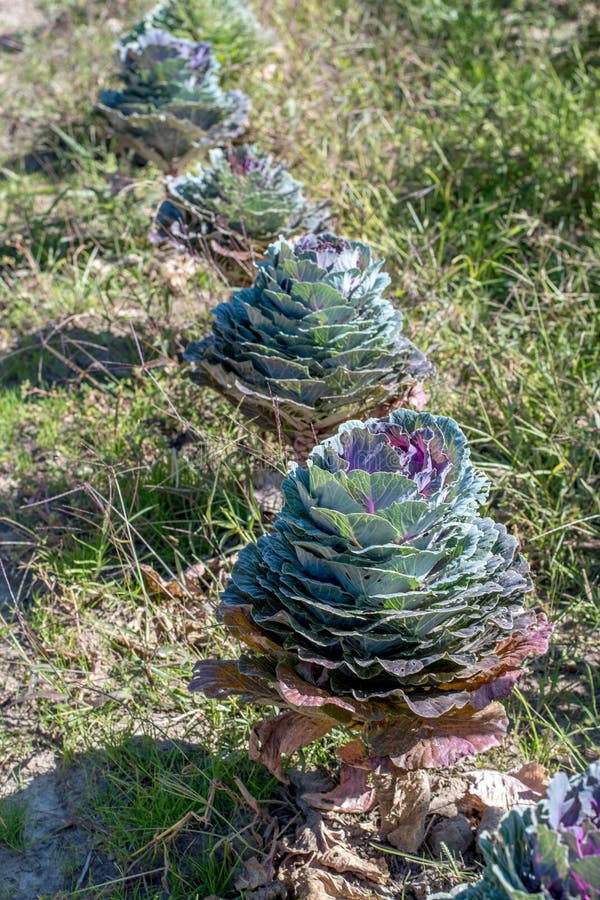Decorative Cabbage Plants in a Fall Garden Stock Photo - Image of ...