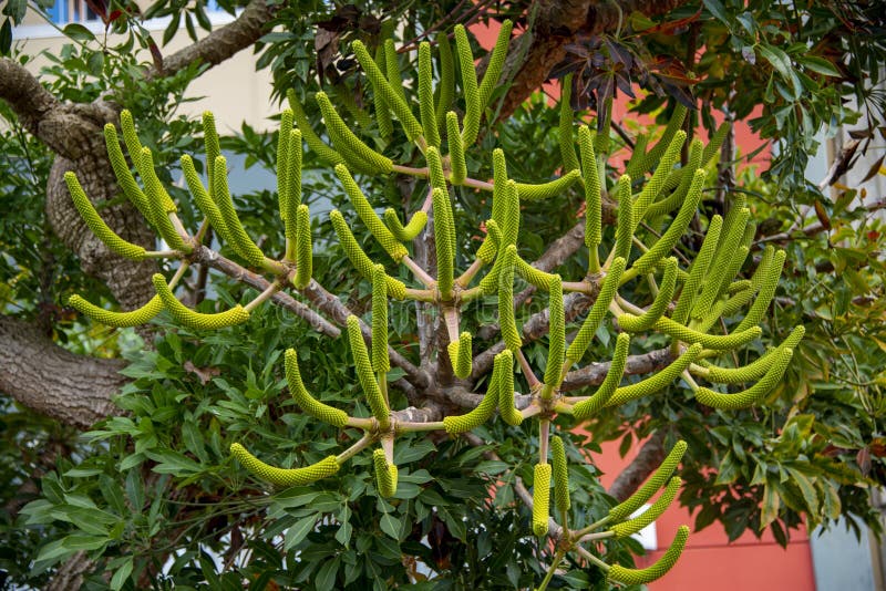 Flowering Cabbage Tree stock photo. Image of environment - 325250670