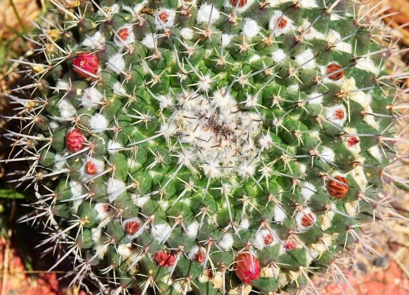 Flowering cactus close up stock photo. Image of flora - 52805380