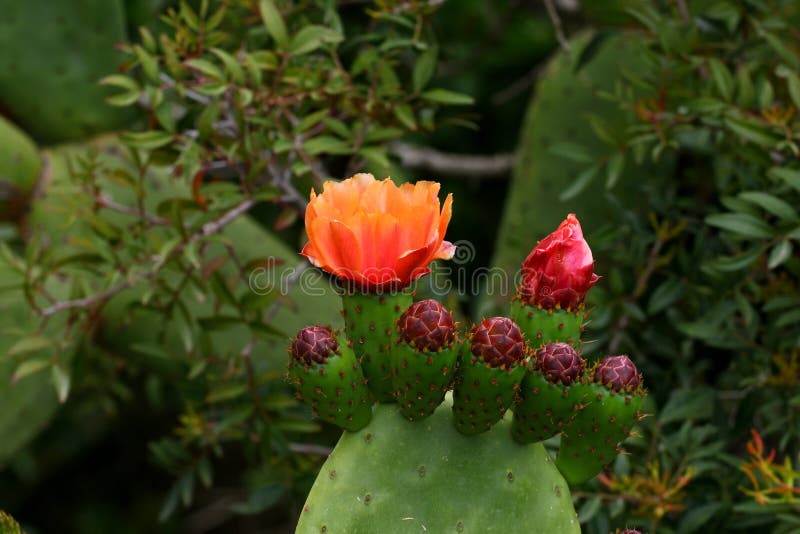 Flowering cactus stock image. Image of cactus, tropical - 128949589