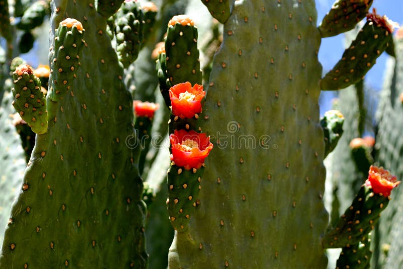 Flowering cactus stock photo. Image of green, flowering - 96706574