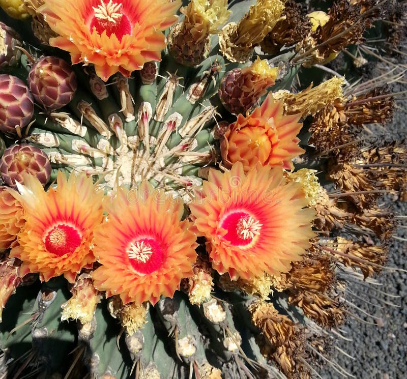 Flowering cactus stock image. Image of park, cactus, blossoms - 95214655