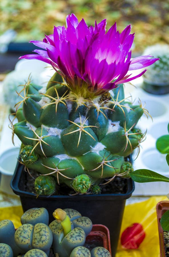 Flowering Cactus. Pink Cactus Flowers Stock Image - Image of cactus ...