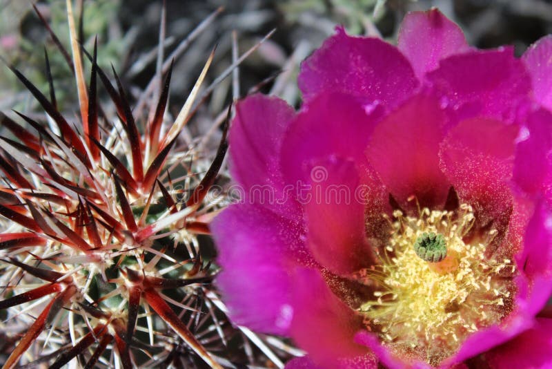 Flowering Cactus with Spines Stock Photo - Image of desert, closeupn ...