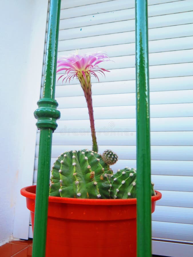 Flowering Cactus on Window Sill Stock Image - Image of cactus, bars ...