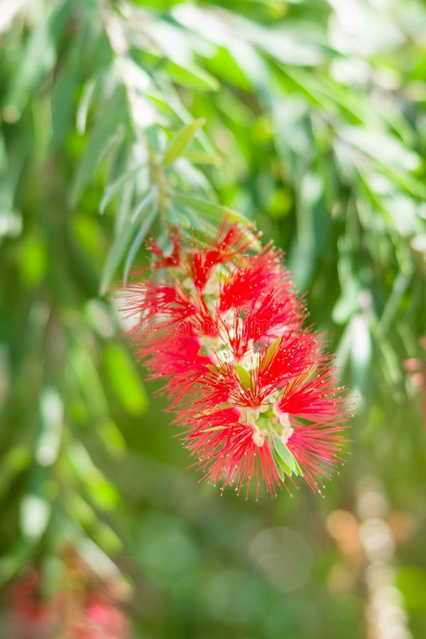 Flowering Callistemon. stock image. Image of outdoors - 57885041