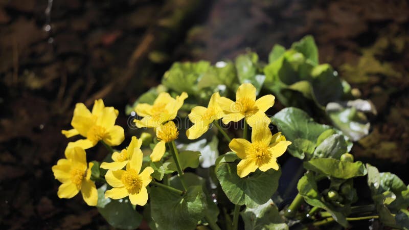 Flowering caltha macro stock video. Video of flowering - 302945751
