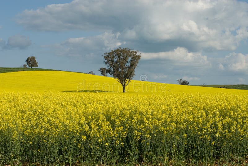 Canola Field in Full Spring Bloom Stock Image - Image of botanic ...