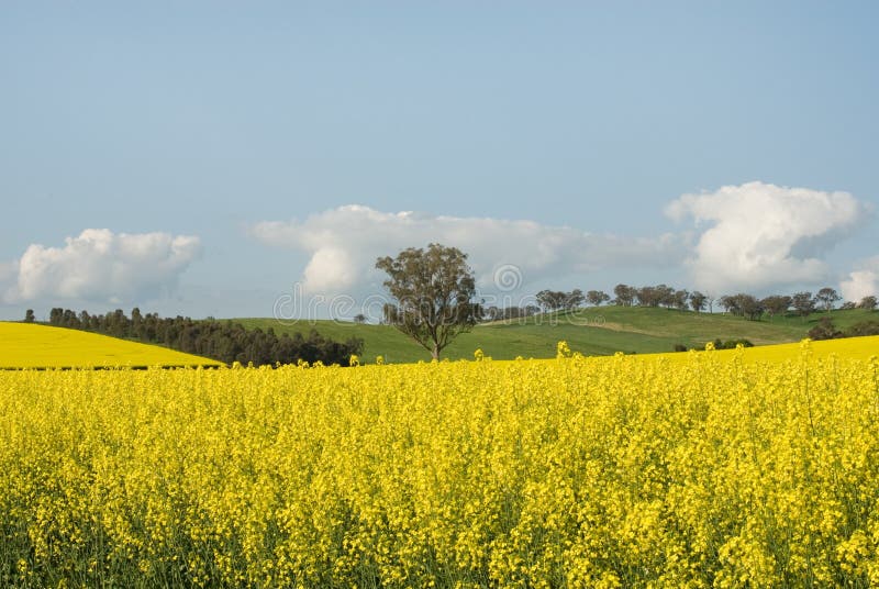 Flowering Canola Field stock image. Image of blossom - 16612357