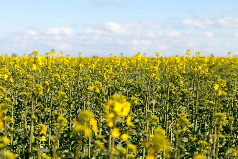 Flowering canola field. stock photo. Image of agriculture - 62833622