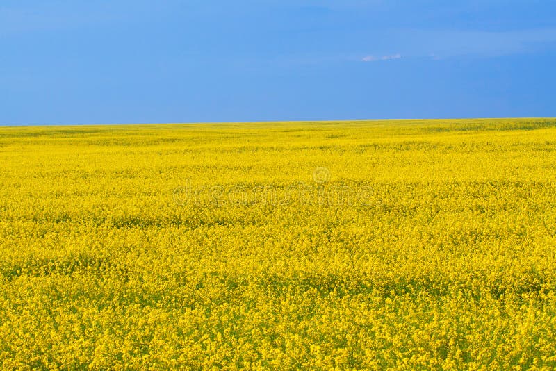Flowering canola field stock photo. Image of oilseed - 35487012