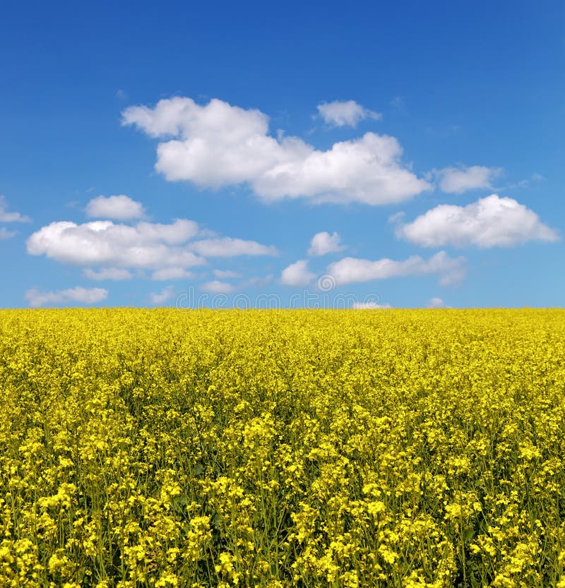 Flowering Canola or Rapeseed Field Stock Image - Image of agriculture ...
