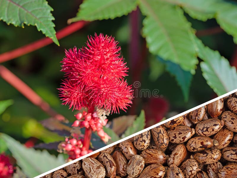 Flowering Castor Tree and Seeds Stock Image - Image of blossoms, seeds ...