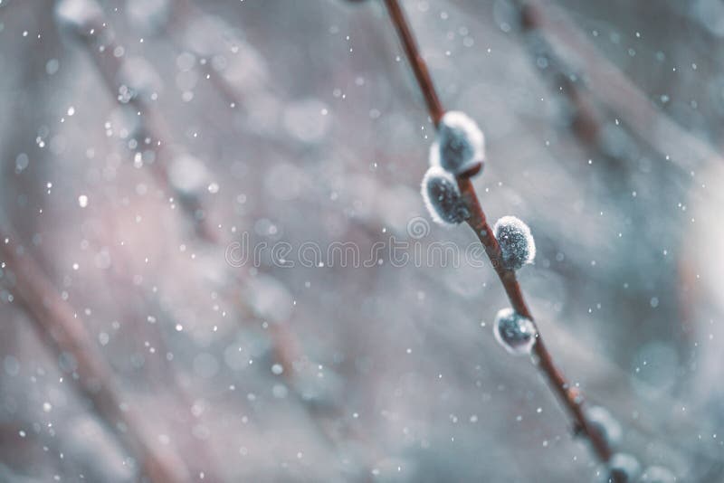 Flowering Catkin on Willow or Brittle Willow in the Spring Forest Stock ...