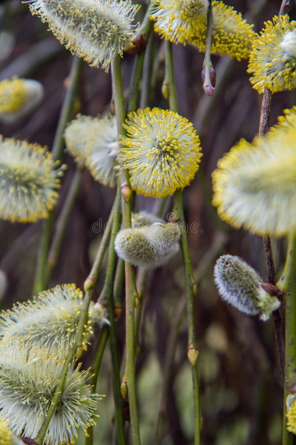 Flowering catkins stock photo. Image of nature, easter - 176395568