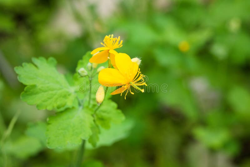 Flowering Celandine. Growing Medicinal Herbs Stock Image - Image of ...