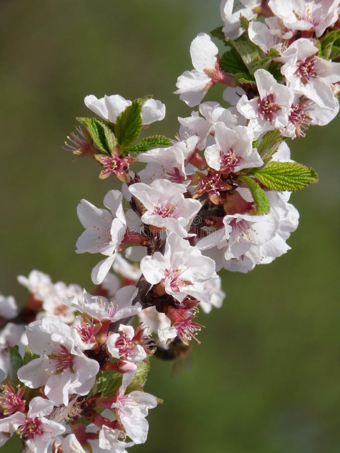 Flowering cherry stock photo. Image of elegant, pink - 14612434