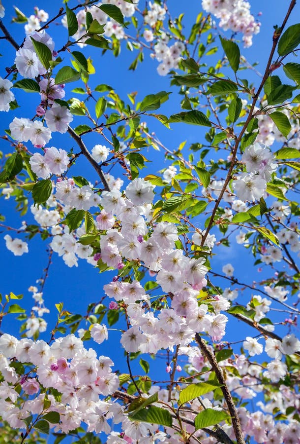 Flowering Cherry Blossom in Spring Stock Image - Image of flowering ...