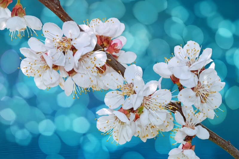 Flowering Cherry Trees Make a Showy Display Stock Image - Image of ...