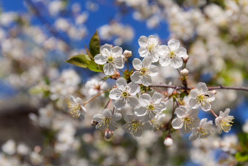 Flowering Cherry Branch Closeup Stock Image - Image of flower, white ...