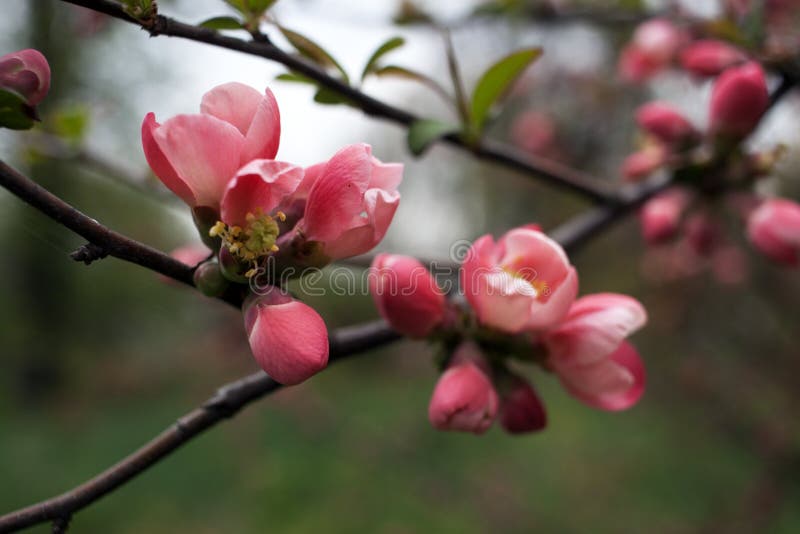 Flowering Japanese cherry stock photo. Image of botany - 114789154