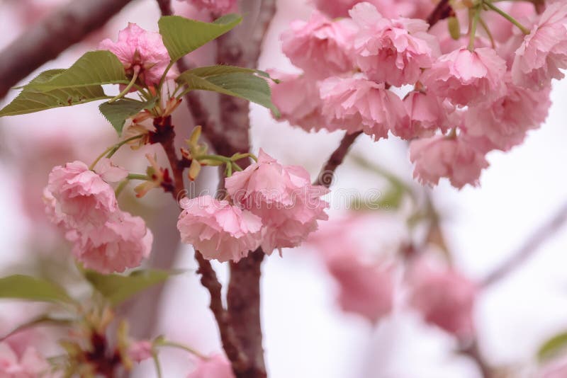 Flowering Cherry Cultivar with Pink Flowers on Branch Stock Photo ...