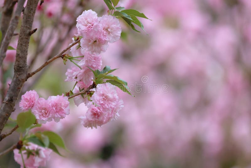 Flowering Cherry Cultivar with Pink Flowers on Branch Stock Photo ...