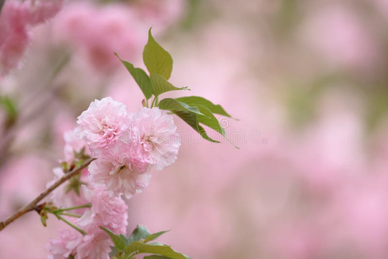 Flowering Cherry Cultivar with Pink Flowers on Branch Stock Image ...
