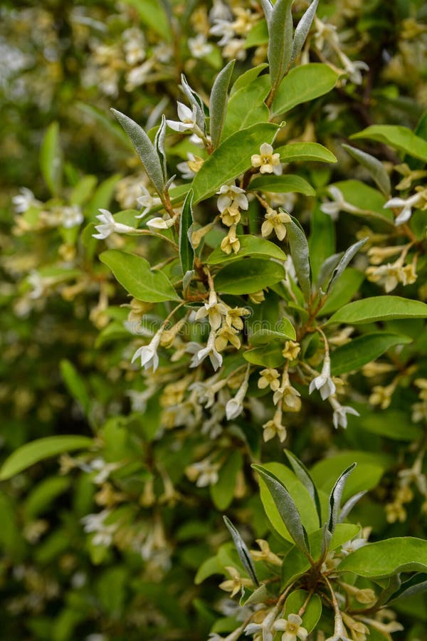 Flowering Cherry Elaeagnus Shrub (Elaeagnus Multiflora Stock Photo ...