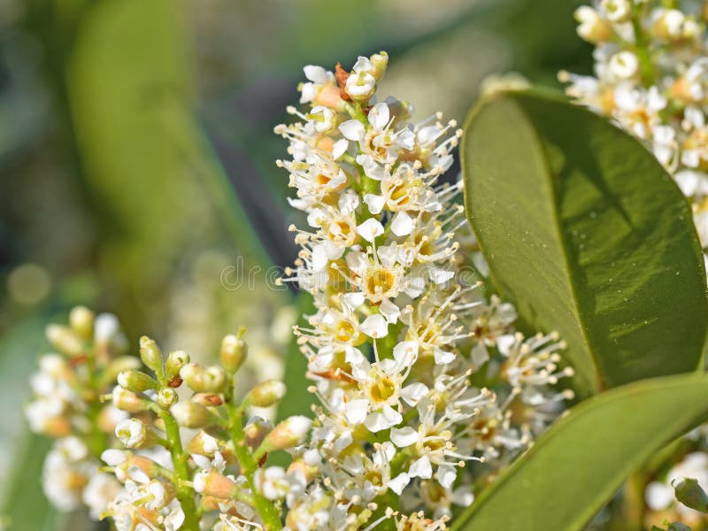 Flowering Cherry Laurel, Prunus Laurocerasus, in Spring Stock Image ...