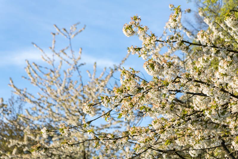 Flowering Cherry Tree Against Blue Sky Stock Image - Image of spring ...