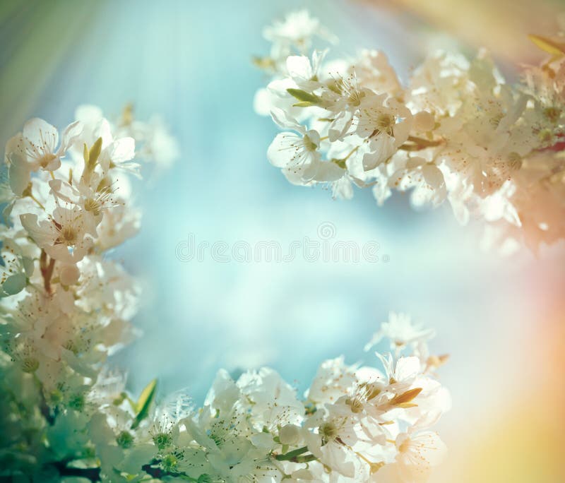 Flowering Cherry Tree and Blue Sky Stock Photo - Image of environment ...