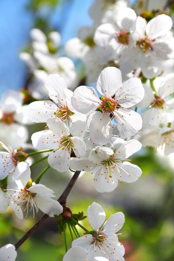 Flowering Cherry Tree Branch Stock Photo - Image of bright, plant: 30873938