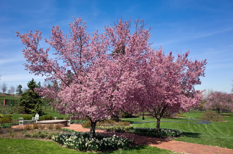 Flowering Cherry Tree stock photo. Image of pink, cherry - 40095924