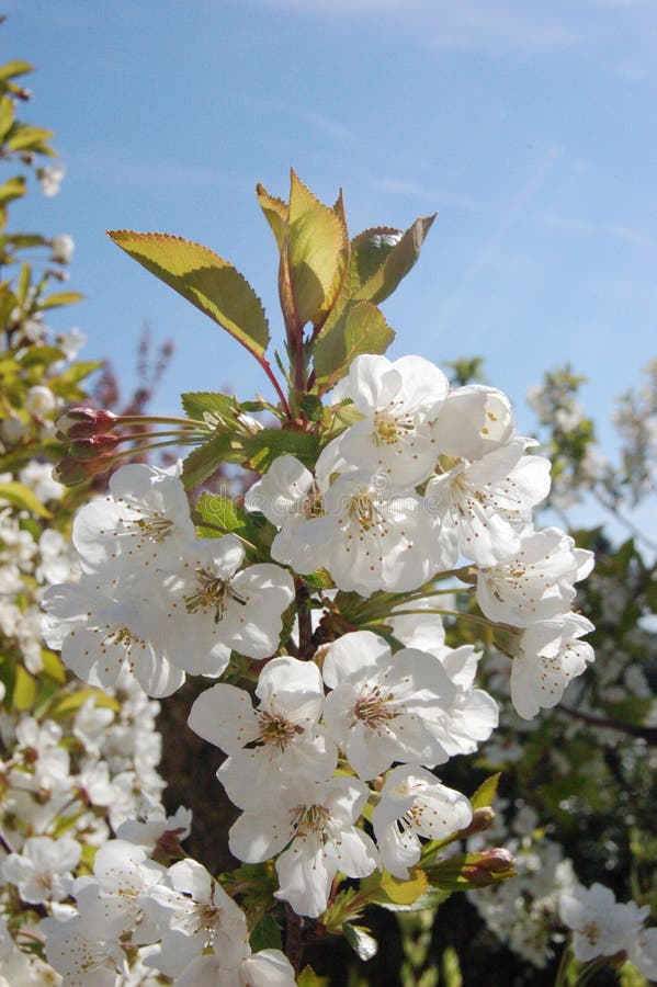 Flowering Cherry Tree in the Garden Stock Image - Image of blossoms ...