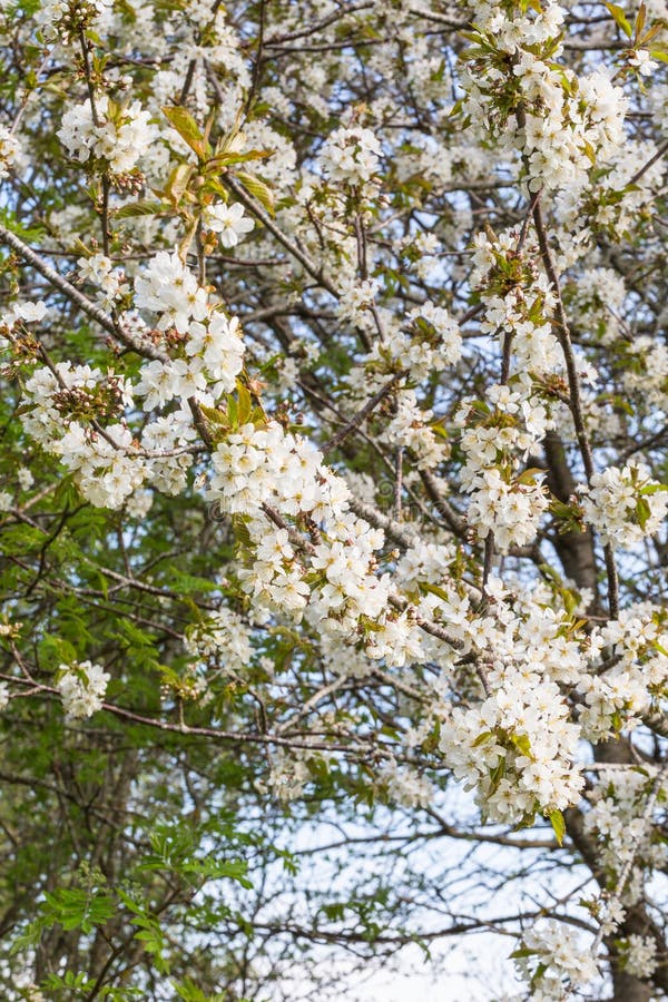 Flowering cherry tree stock photo. Image of bloom, fragile - 70686326