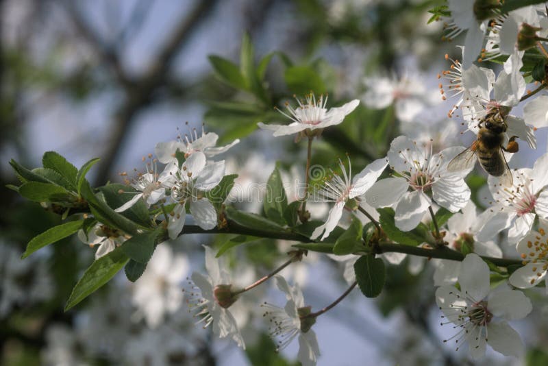 Flowering Cherry Tree in Spring Stock Image - Image of season, garden ...