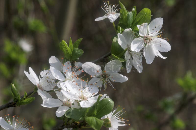 Flowering Cherry Tree in Spring Stock Image - Image of cherry, branch ...