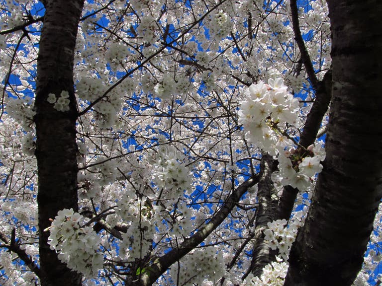 Flowering Spring Tree3 stock photo. Image of cherrytree - 158983152