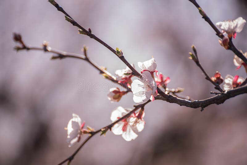 Flowering cherry tree stock photo. Image of spring, gardenn - 138644924